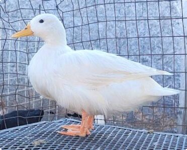 Bantam Silkie Ducks - Backyard Poultry